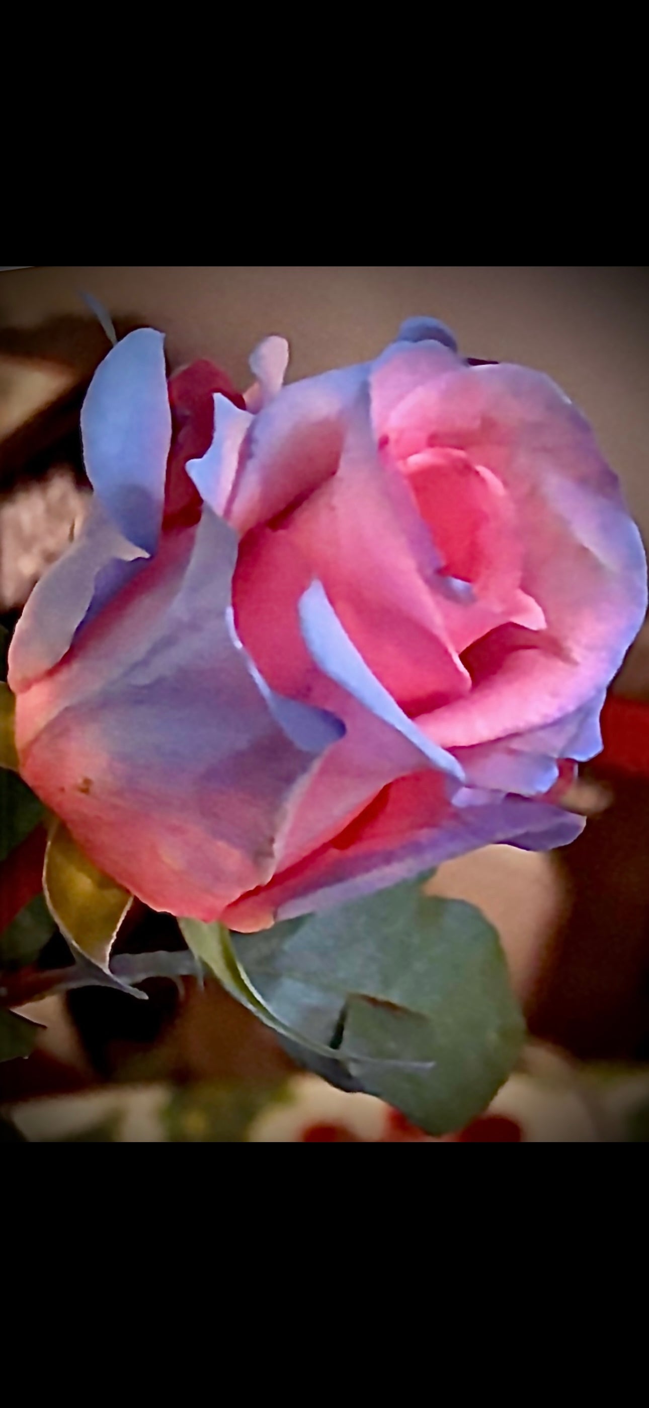 Lucia’s Lovely Shop